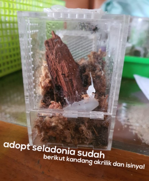 Typhochlaena Seladonia Tarantula Very Rare! | Spider Lover Pet Shop ...