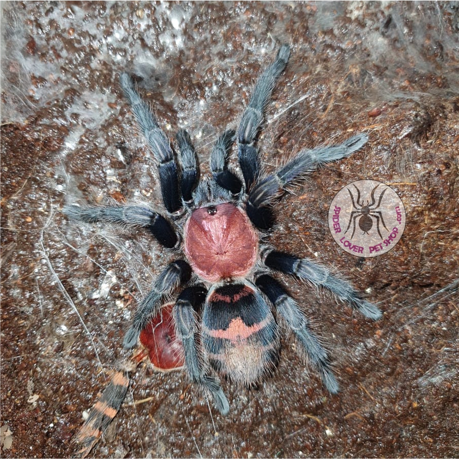 Davus Pentaloris (Dulu Cyclosternum Fasciatum) Adult Female Tarantula ...