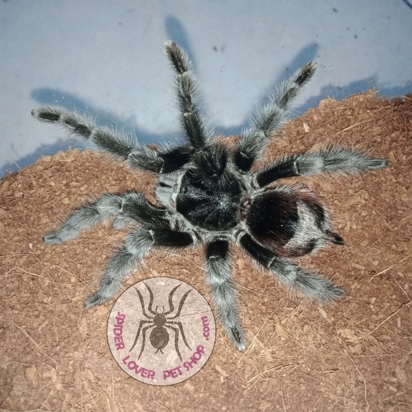 Grammostola Actaeon Female Tarantula | Spider Lover Pet Shop, Tarantula ...