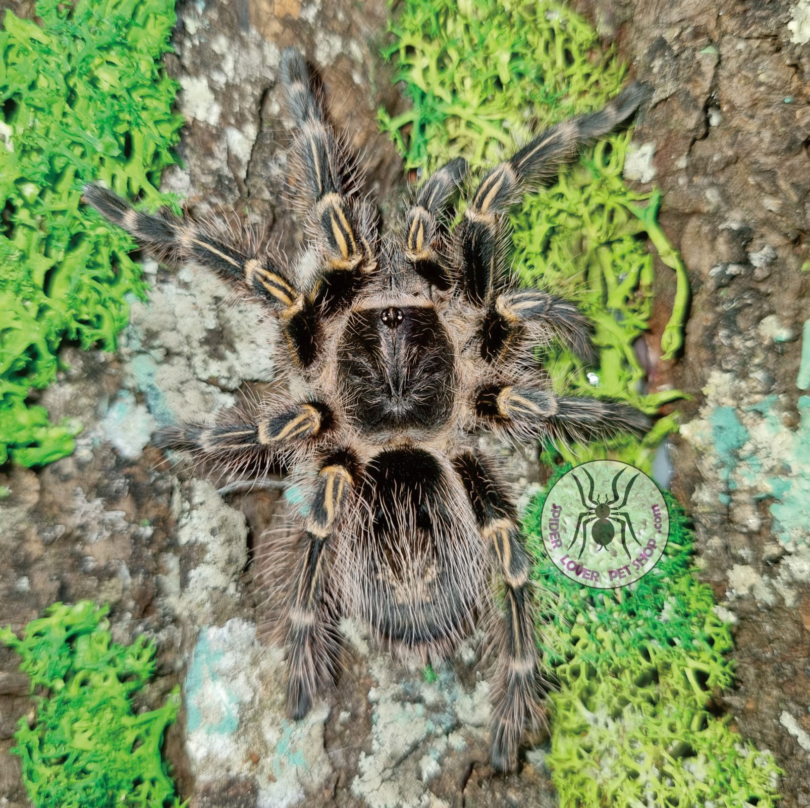 Grammostola Pulchripes 7-8 Cm Female Tarantula | Spider Lover Pet Shop ...
