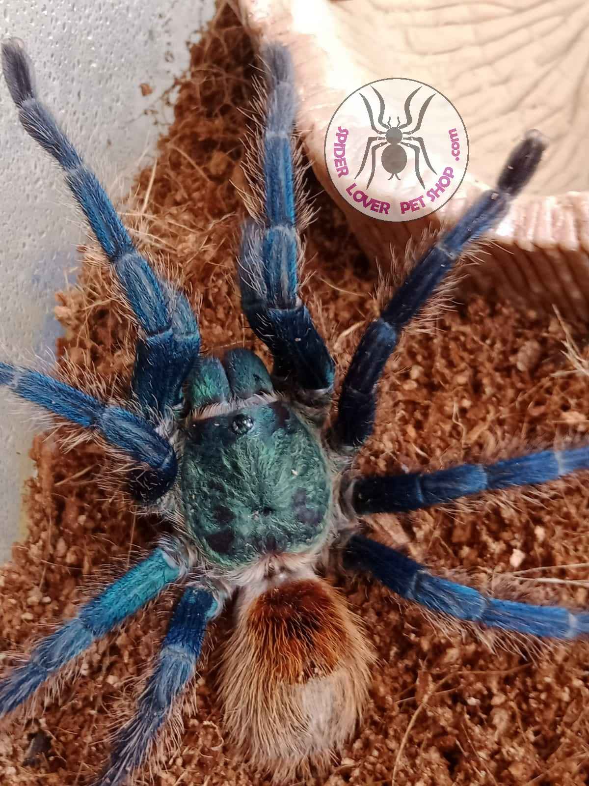 Chromatopelma Cyaneopubescens / Gbb /green Bottle Blue 10-11 Cm Female ...