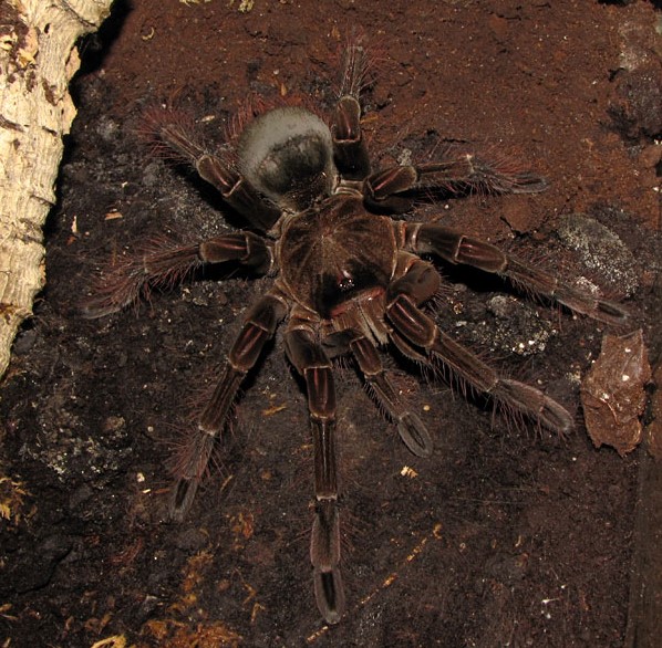 Theraphosa Stirmi Juvi Male Tarantula | Spider Lover Pet Shop ...
