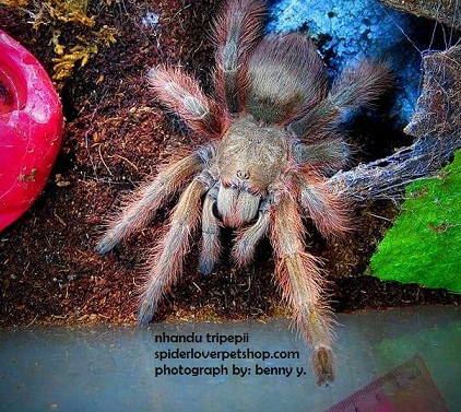 Nhandu Tripepii Sling Tarantula | Spider Lover Pet Shop, Tarantula Bandung