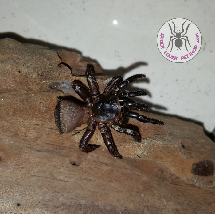 Cyclocosmia Ricketti Spider (Trap Door Spider) | Spider Lover Pet Shop ...