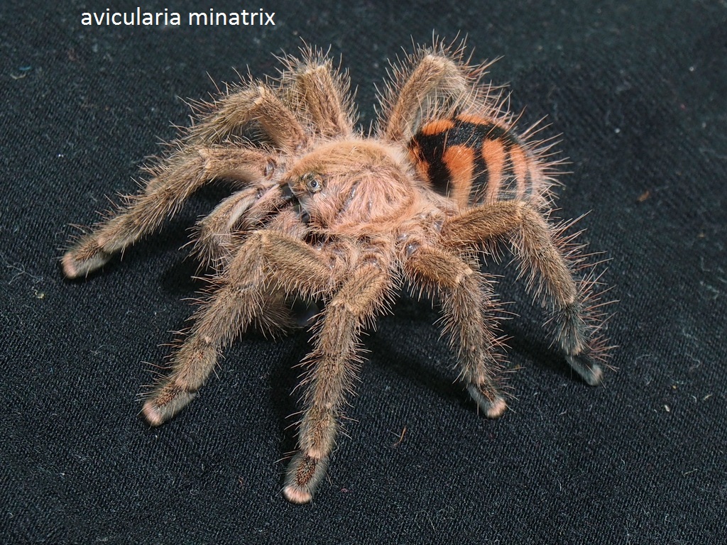Avicularia Minatrix Female Tarantula | Spider Lover Pet Shop, Tarantula ...