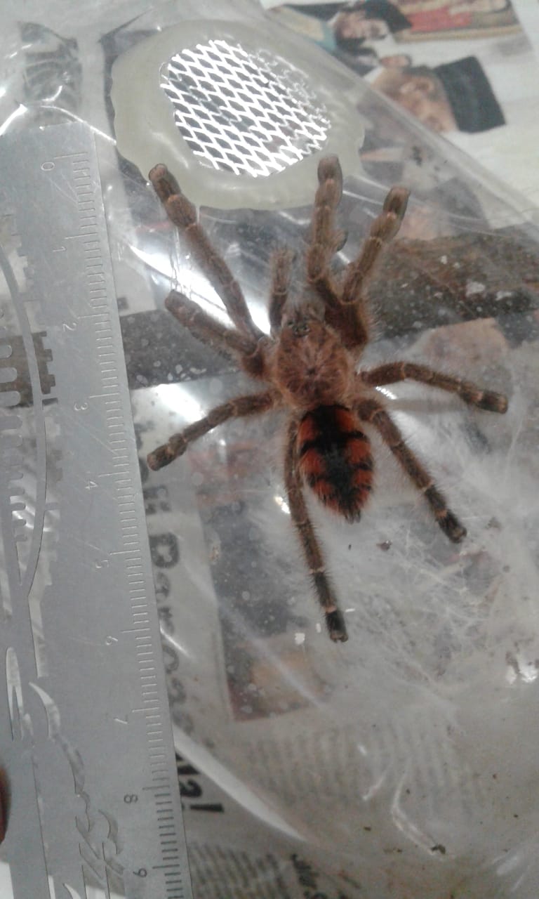 Avicularia Minatrix Female Tarantula | Spider Lover Pet Shop, Tarantula ...