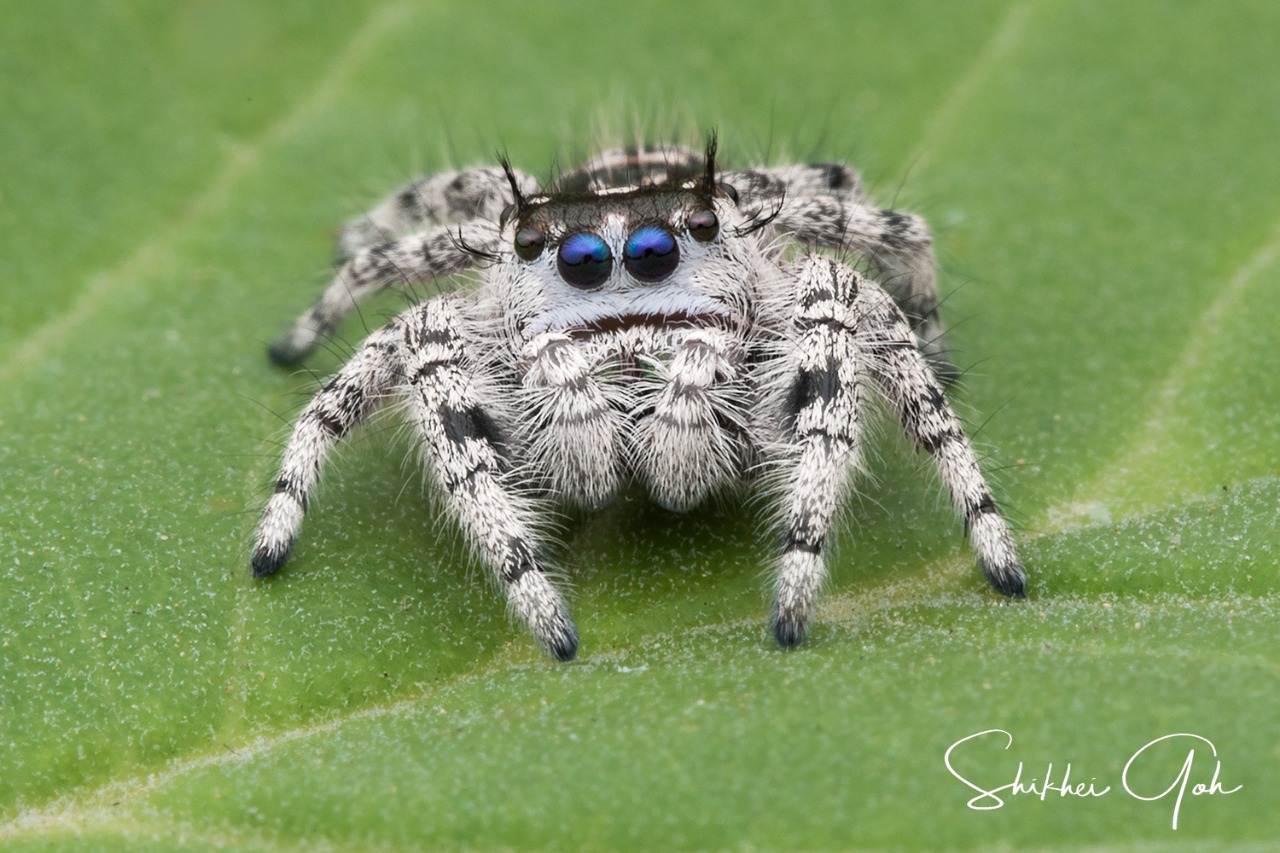 Phidippus Otiosus | Spider Lover Pet Shop, Tarantula Bandung