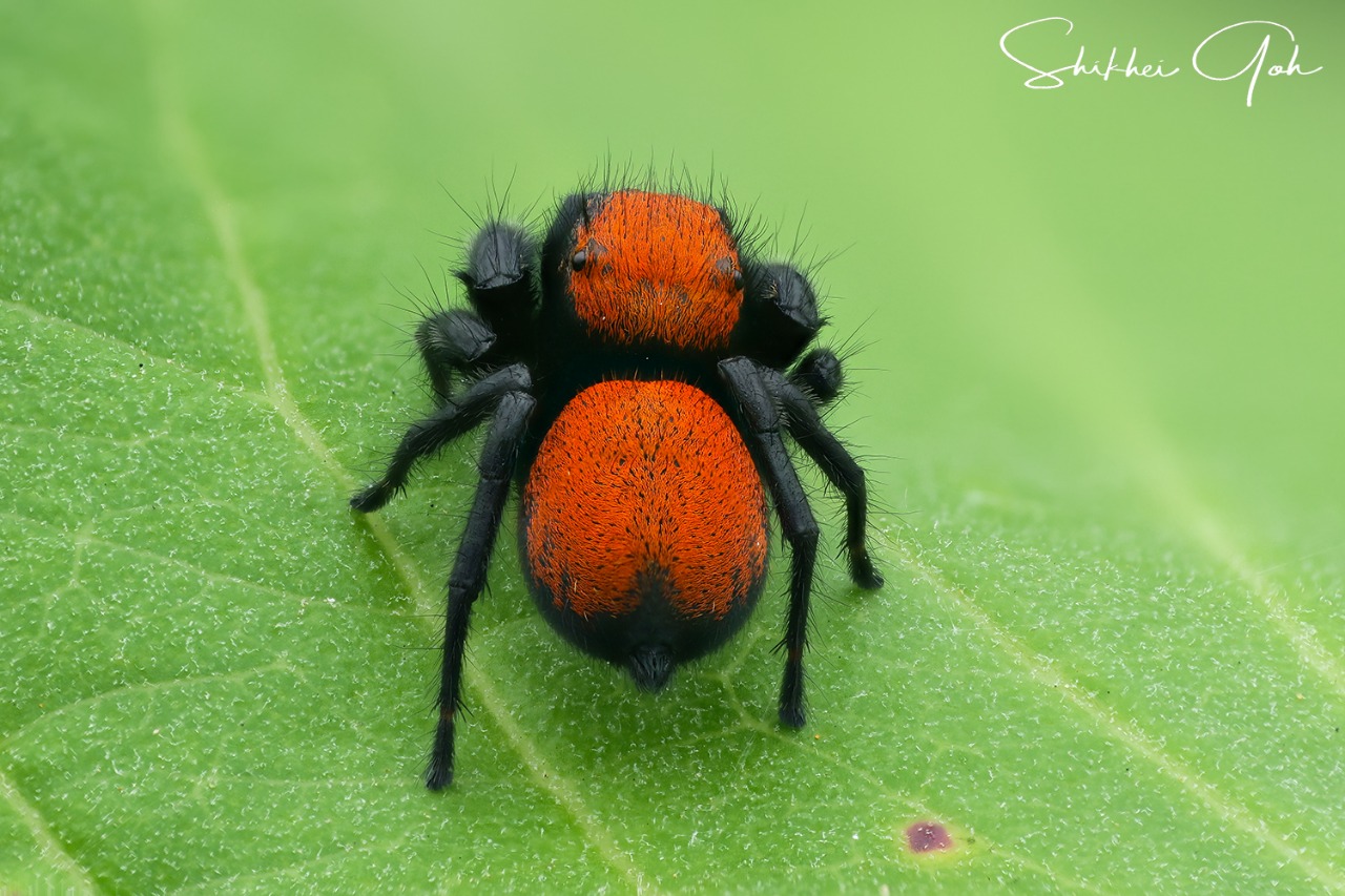 Apacheanus Aka Hellboy (Jumping Spider) | Spider Lover Pet Shop ...
