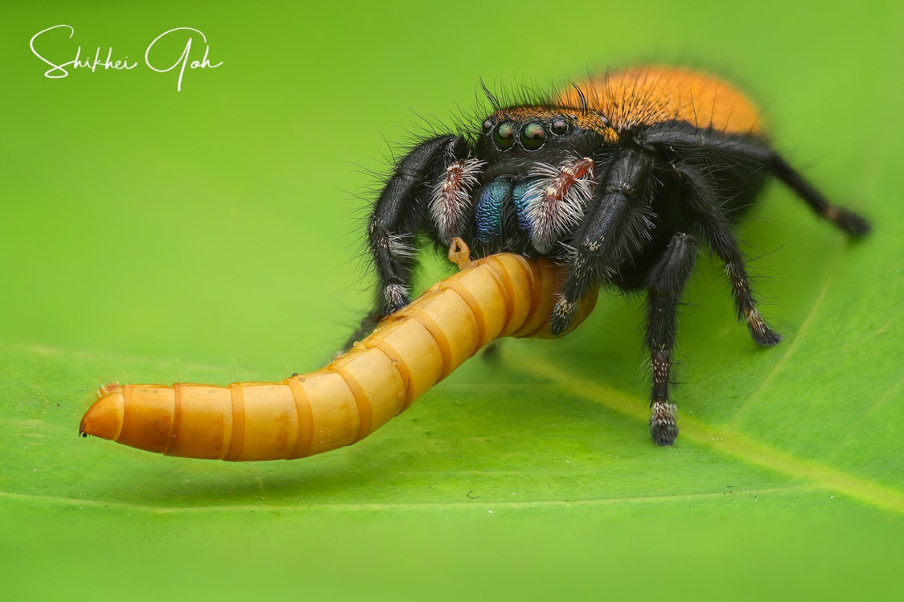 Apacheanus Aka Hellboy (Jumping Spider) | Spider Lover Pet Shop ...