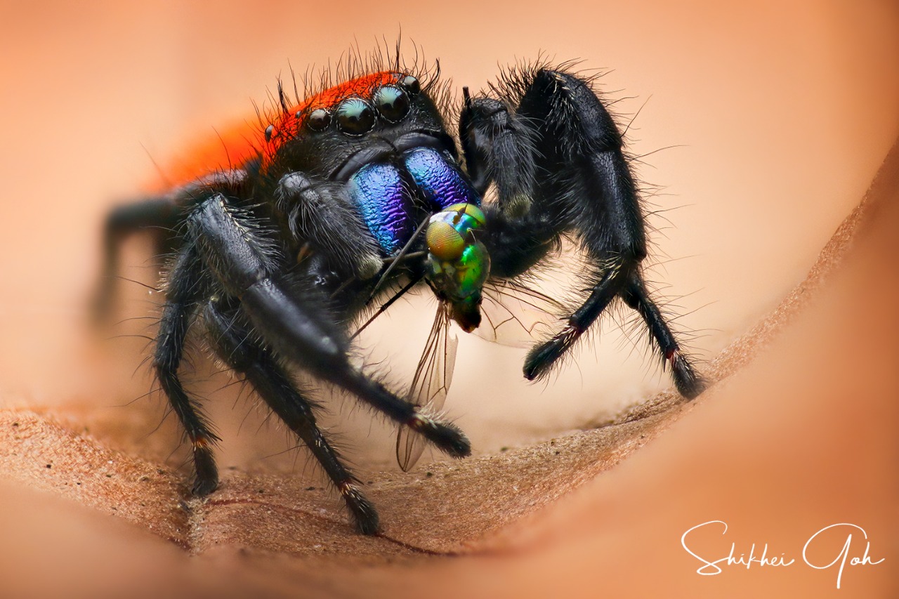 Apacheanus Aka Hellboy (Jumping Spider) | Spider Lover Pet Shop ...
