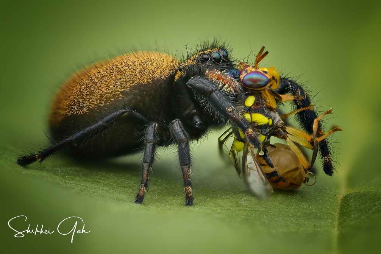 Apacheanus Aka Hellboy (Jumping Spider) | Spider Lover Pet Shop ...