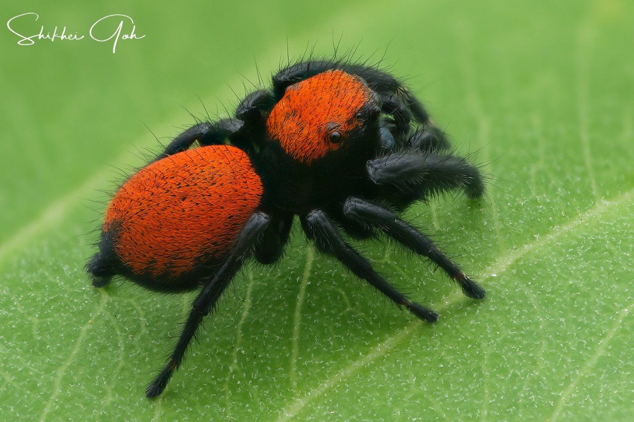 Apacheanus Aka Hellboy (Jumping Spider) | Spider Lover Pet Shop ...