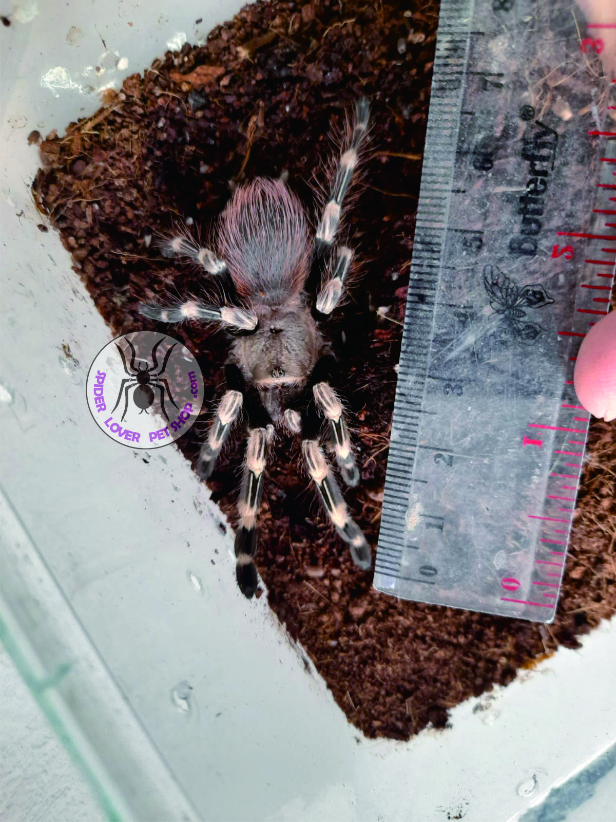 Nhandu Chromatus Unsex Tarantula | Spider Lover Pet Shop, Tarantula Bandung