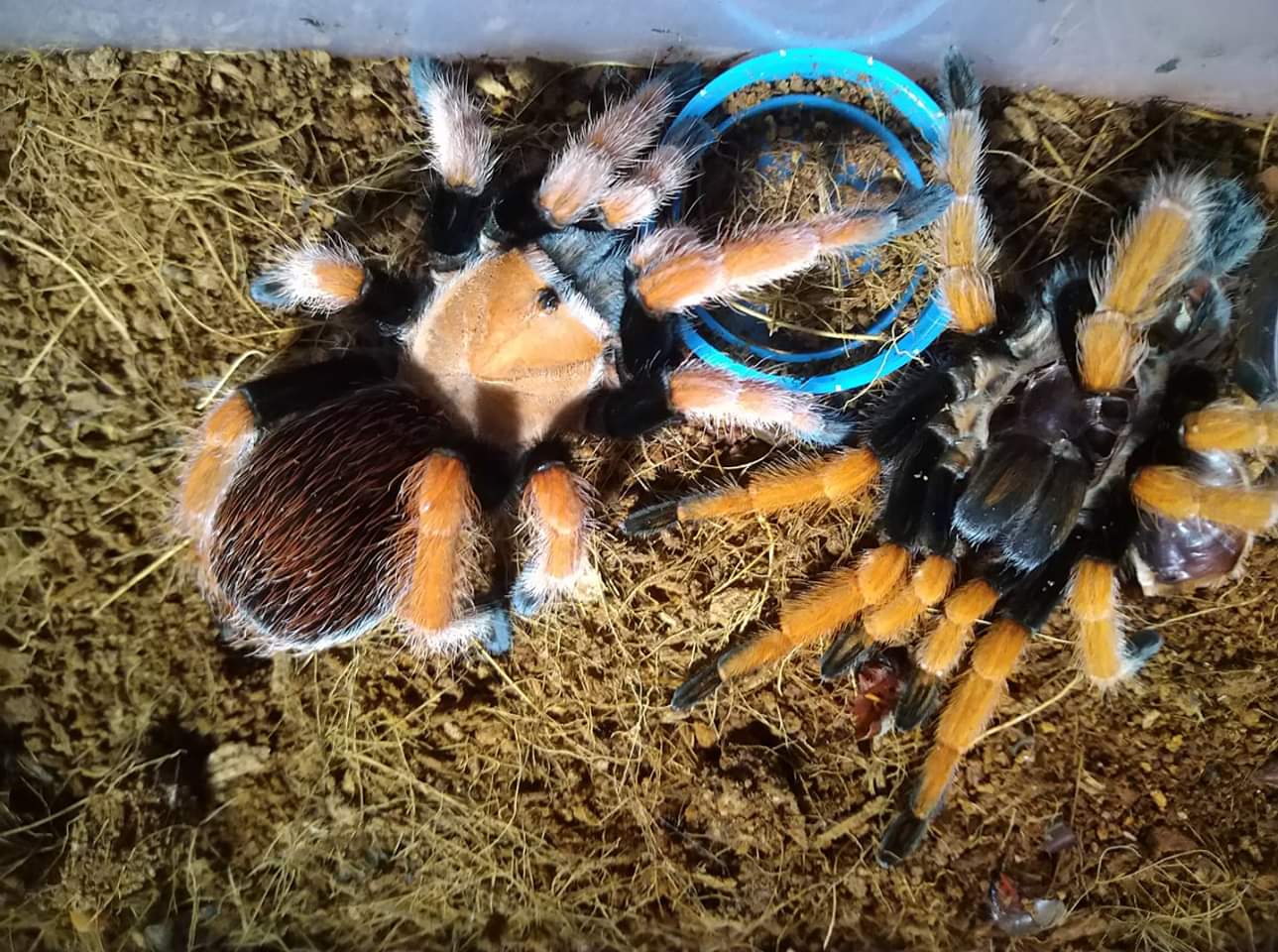 Aphonopelma Bicoloratum Female Tarantula | Spider Lover Pet Shop ...