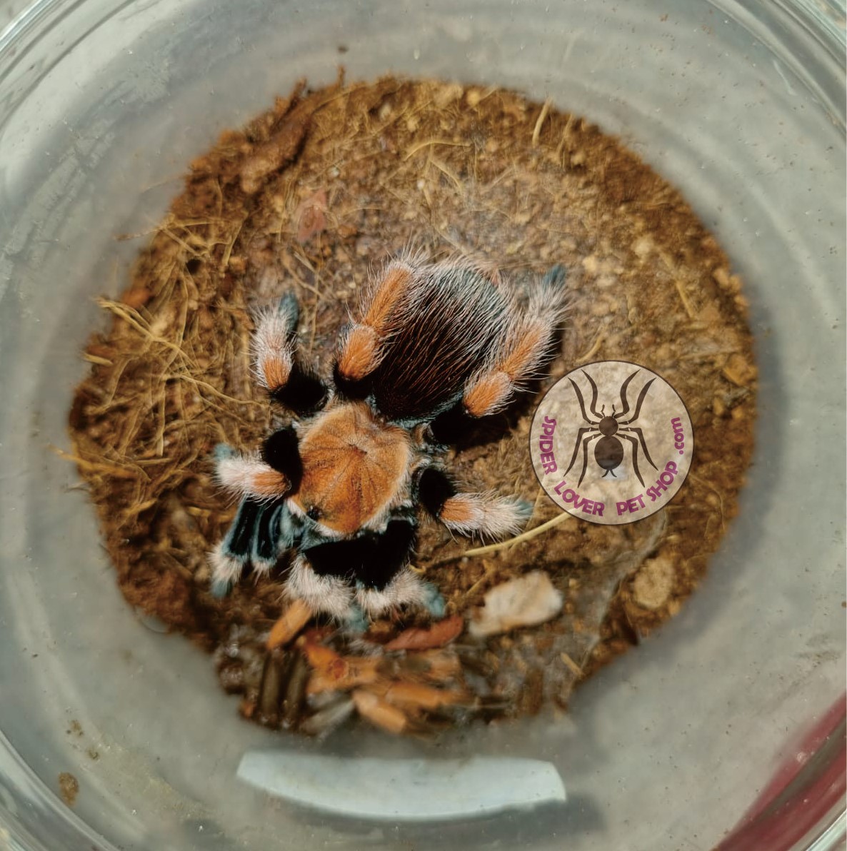 Aphonopelma Bicoloratum Female Tarantula | Spider Lover Pet Shop ...